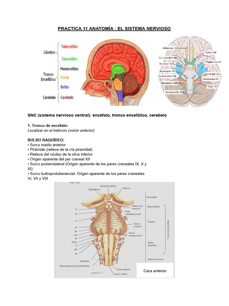 Practica 11 Anat | PDF