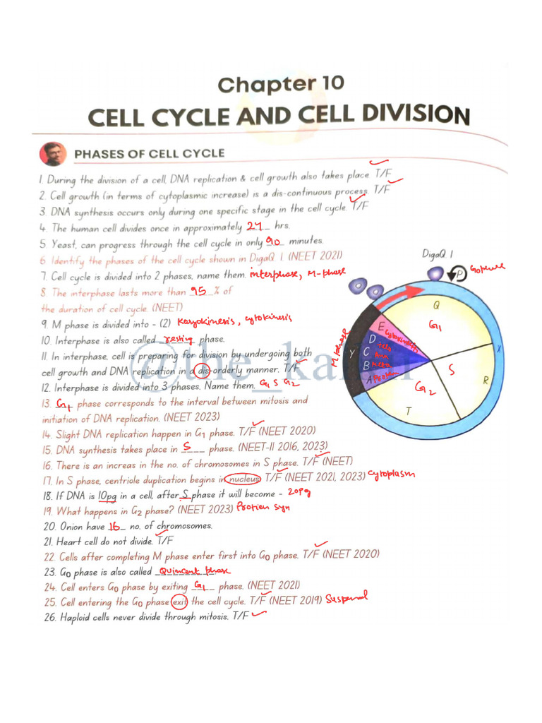Cell Cycle | PDF