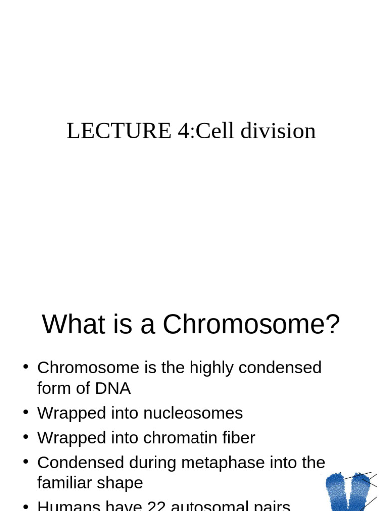 LECTURE 4 Cell Division | PDF