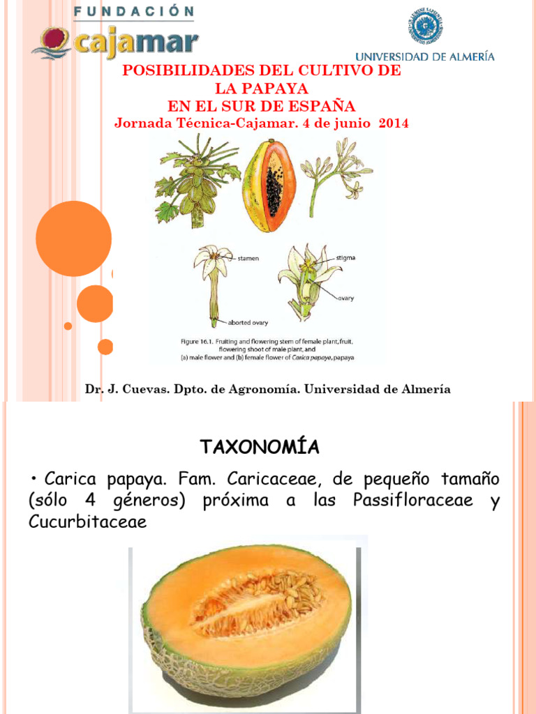 01a Posibilidades Del Cultivo de La Papaya en El Sur de Espana Juan ...