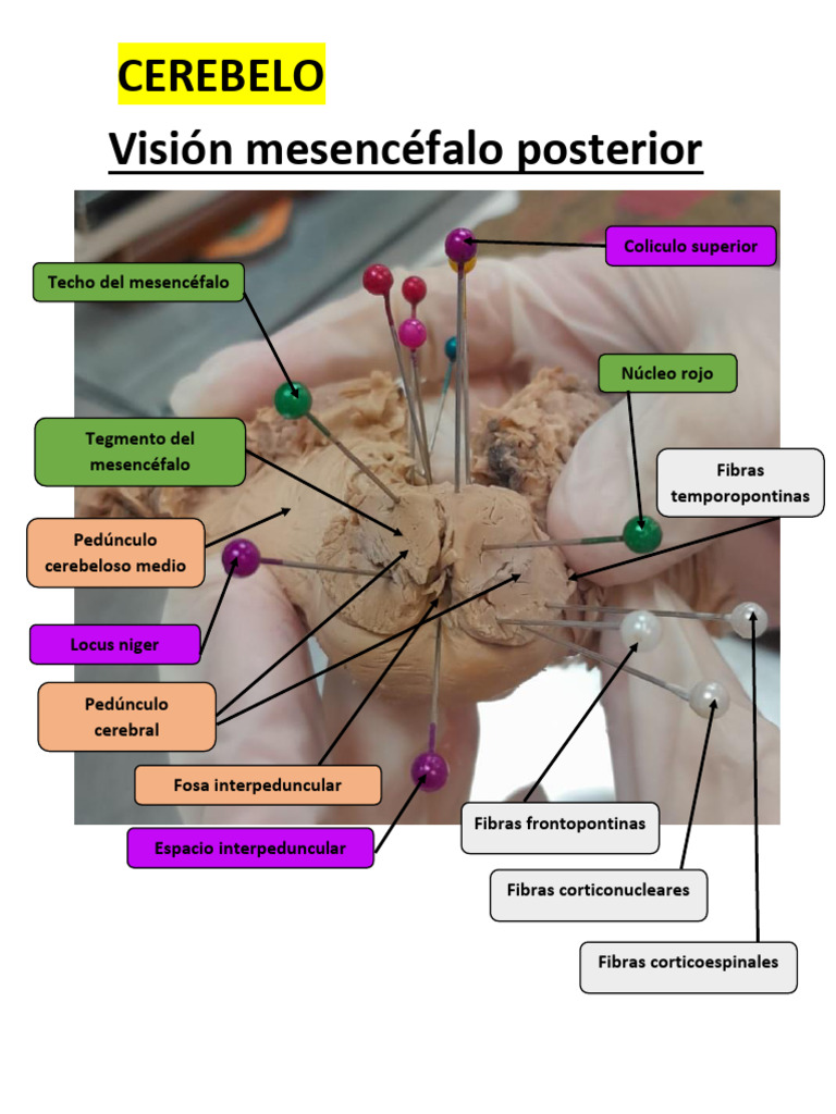 Imagenes Anato | PDF