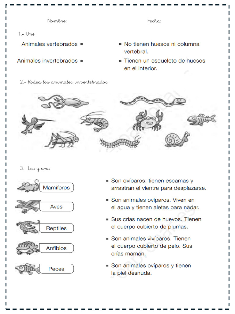 Actividades sobre Vertebrados e Invertebrados | PDF