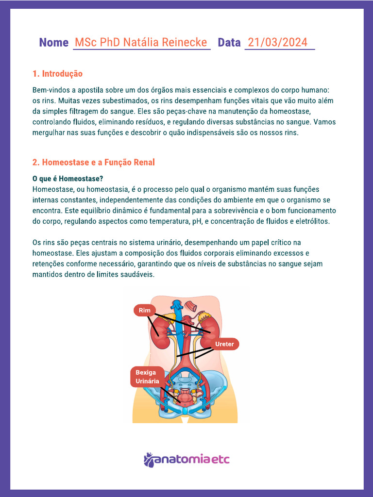 Resumo Anatomia Dos Rins | PDF