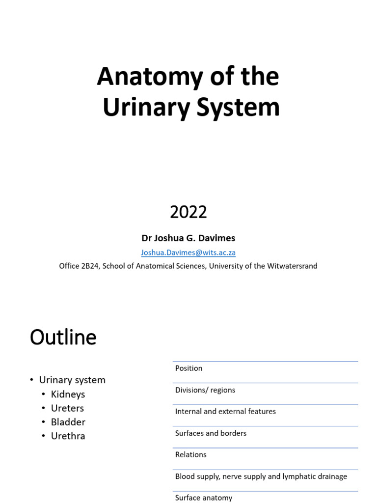 Lecture 3.0 - Anatomy of the Urinary System Notes_2022(1) | PDF