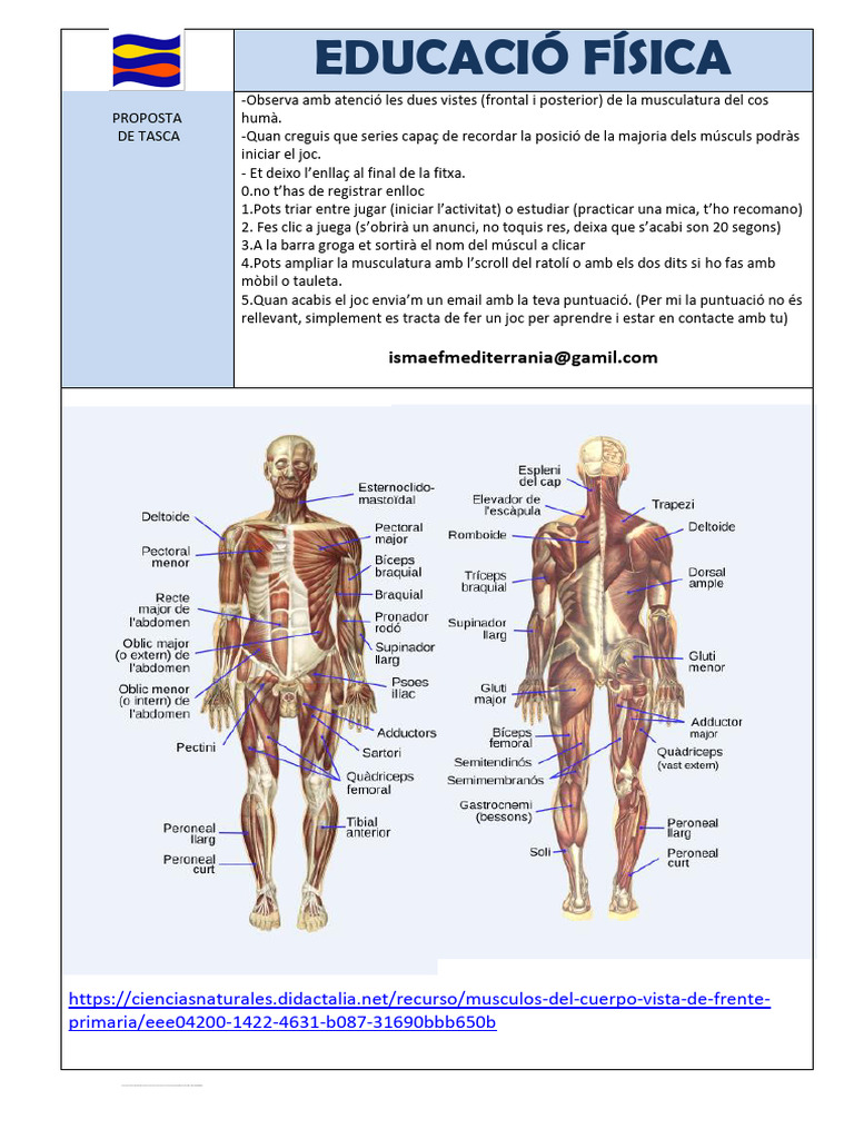 Tasca Musculatura CS | PDF
