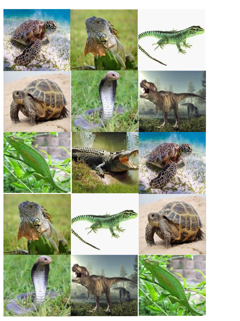 Imagenes Reptiles | PDF