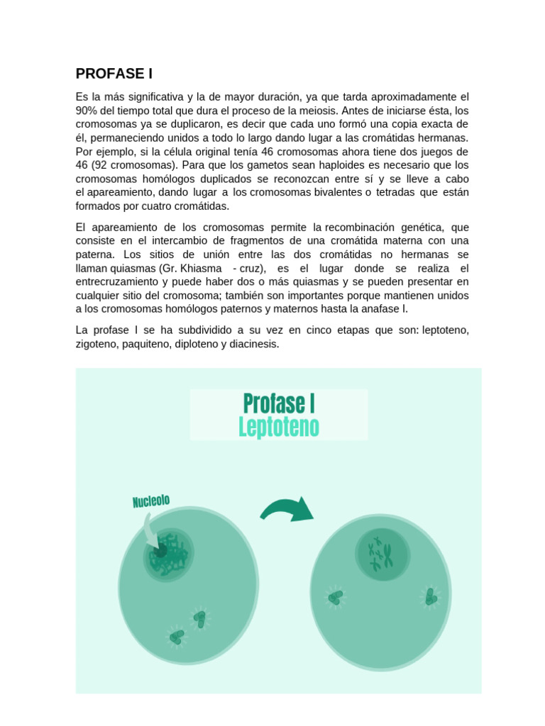 Profase I | PDF