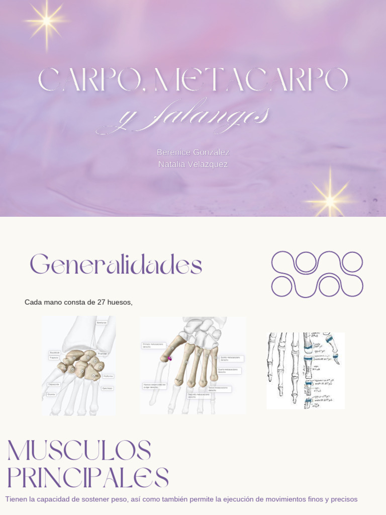 Carpo, Metacarpo y Falanges | PDF