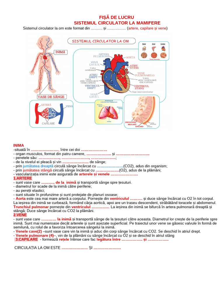 Fisa de Lucru - Sistemul Circulator La Om - 2 | PDF