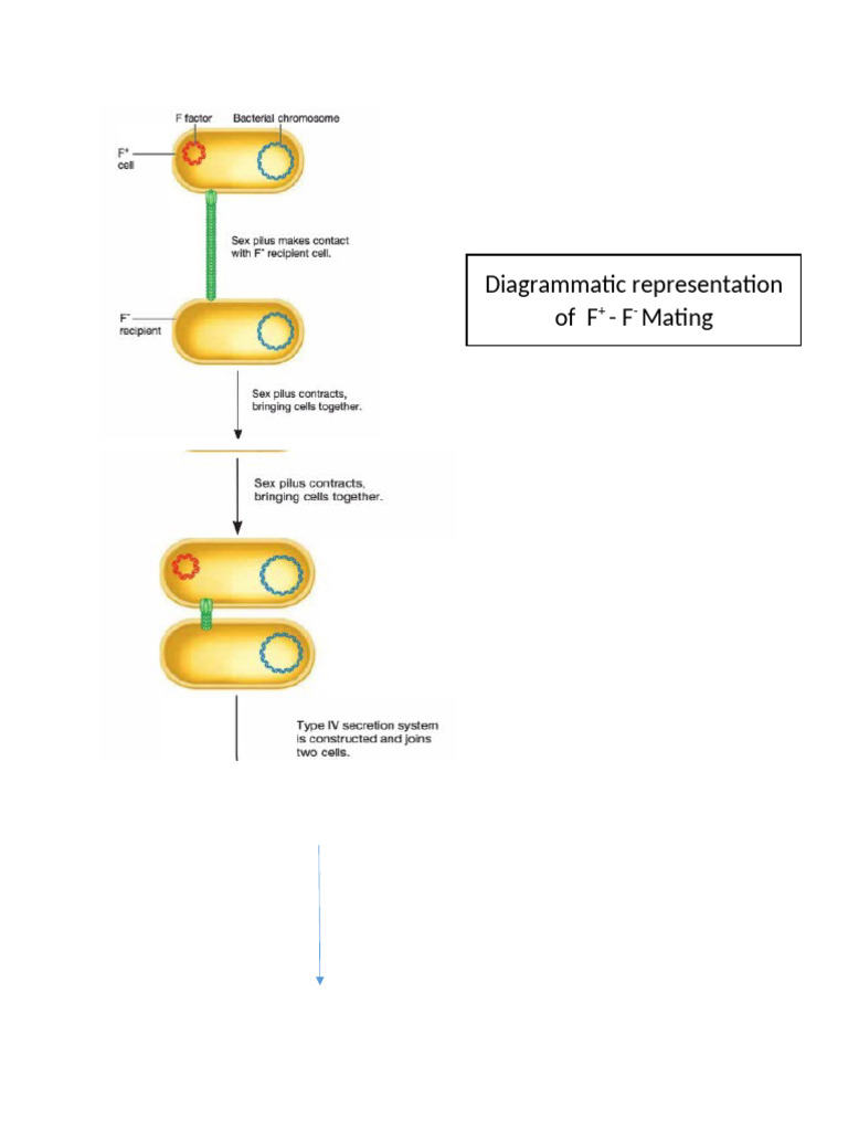 Diagrammatic Representation of F+ - F - Mating | PDF