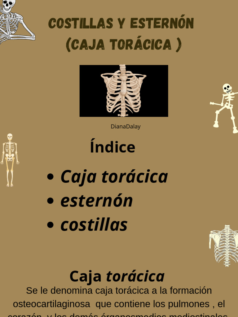 Presentación Diapositivas Anatomía Cuerpo Humano Ilustrativo Simple ...