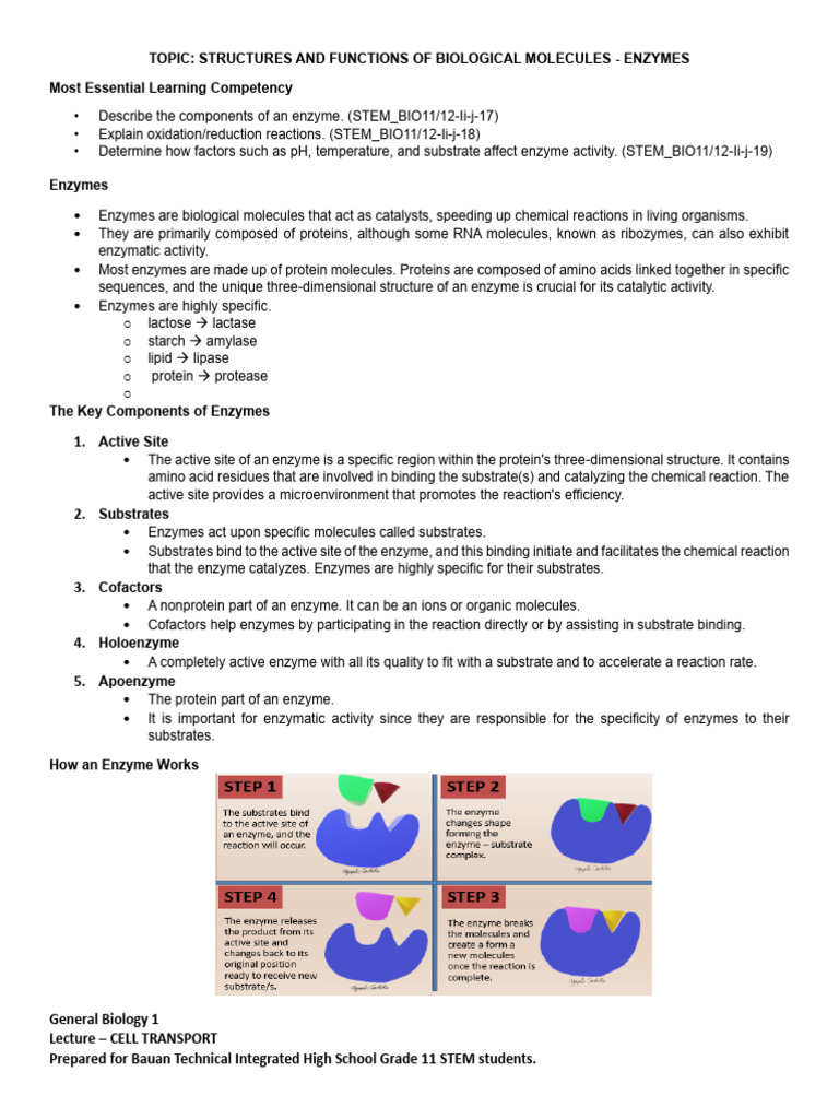 Handout Enzymes | PDF