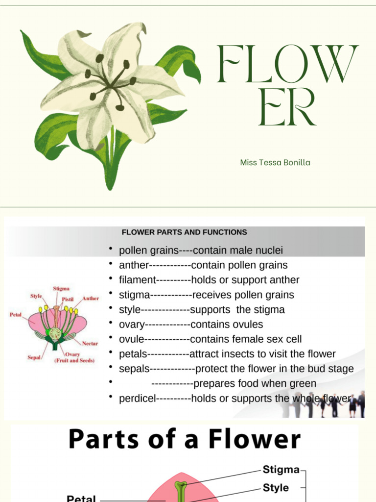 Flower 11 TH Human Biology | PDF