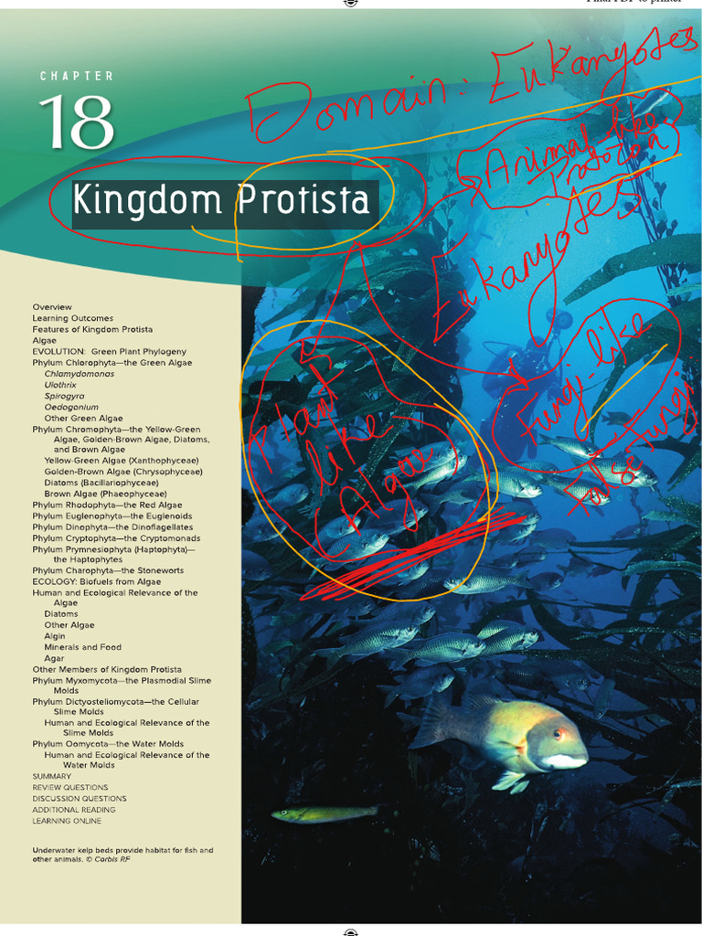Plant Diversity, Kingdom Protista - With Lecture Notes | PDF
