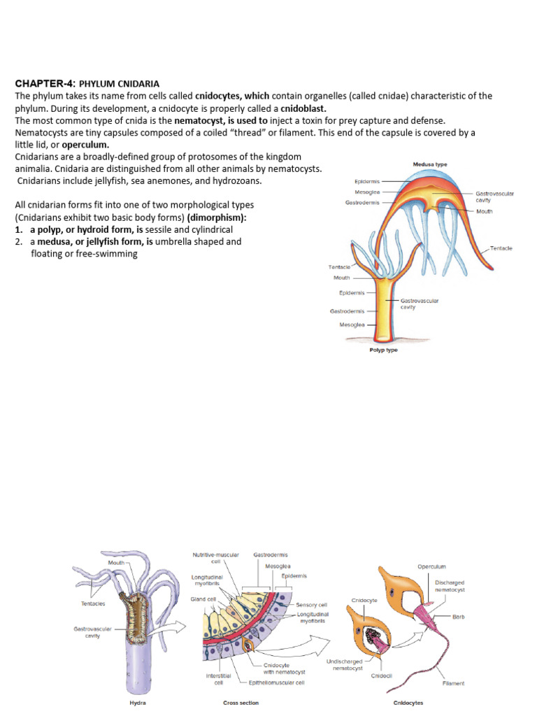 Chapter-4- Final Zoology-Dr. Sabri Naser | PDF
