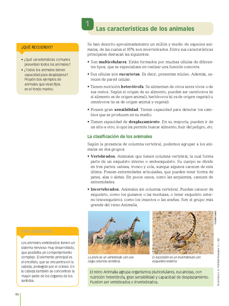 Reino Animalia Poriferos - Cnidarios | PDF