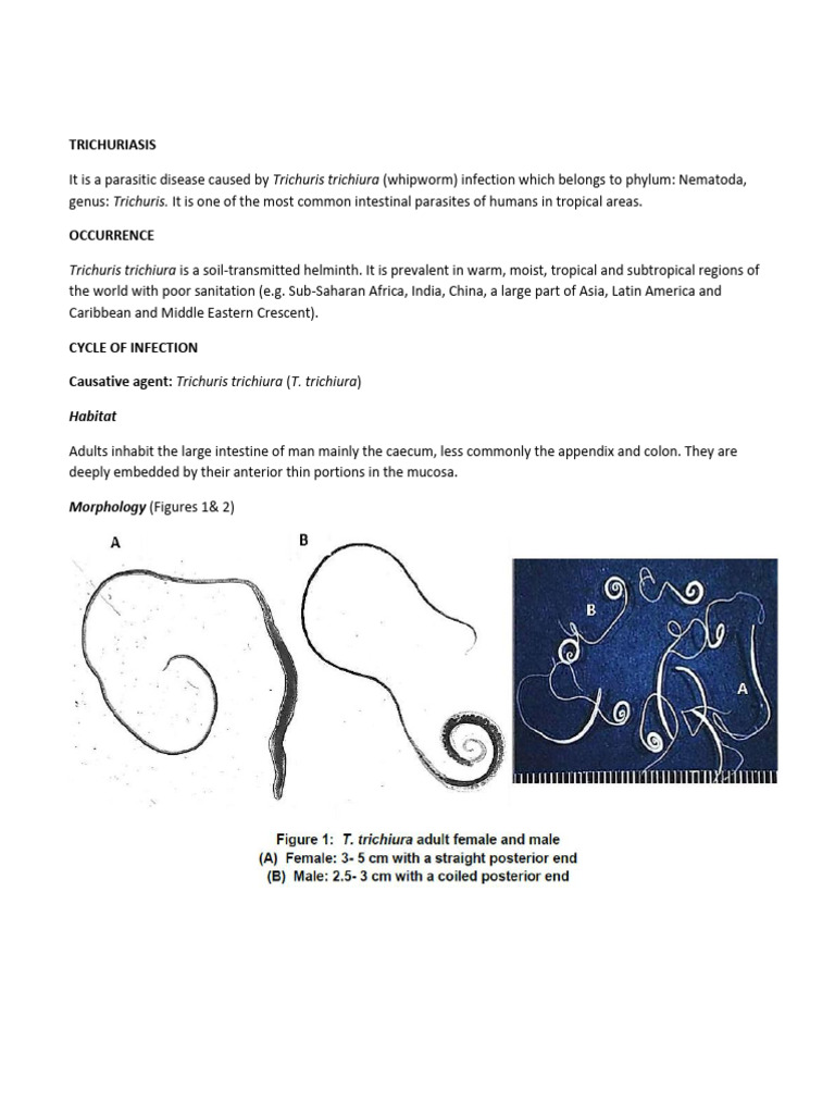 Infections Caused by Nematodes 7,8 | PDF | Clinical Medicine ...