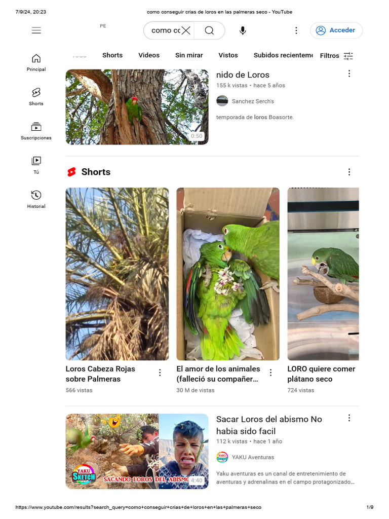 Cría de loros en palmeras secas | PDF | Loro | Aves