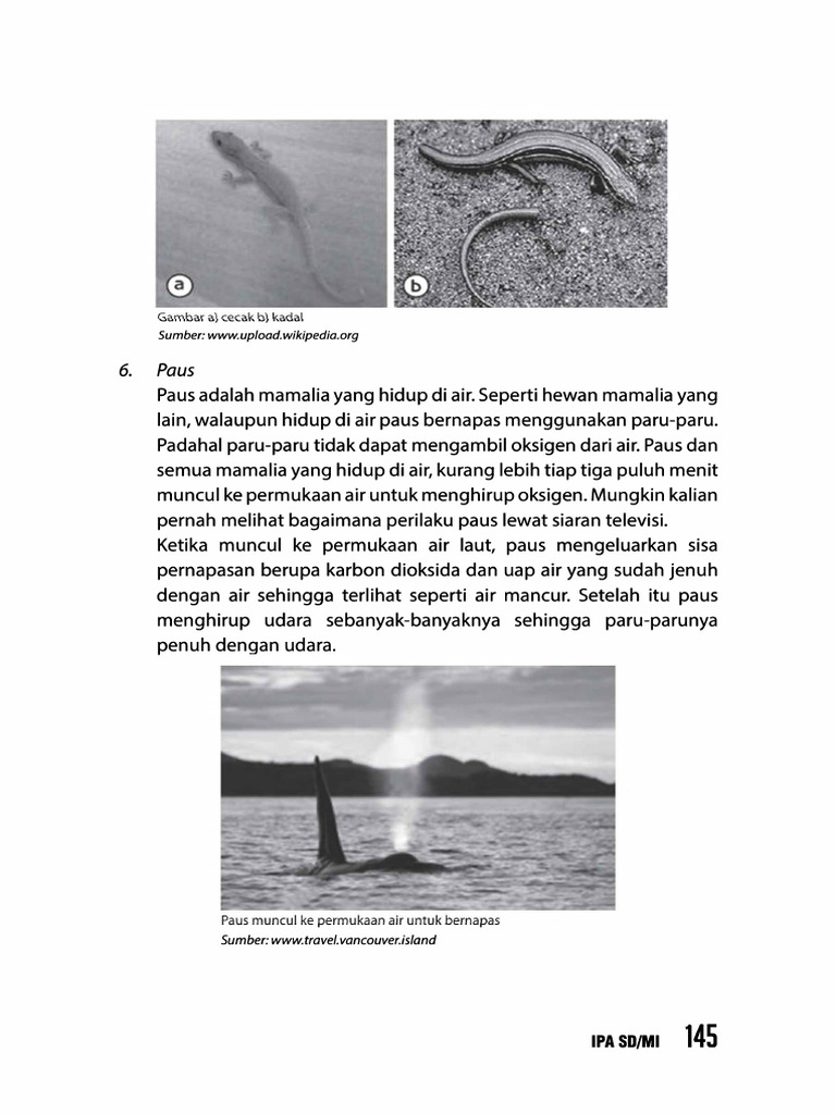 New Edition Big Book IPA SDMI Kelas 4, 5, 6-152 | PDF