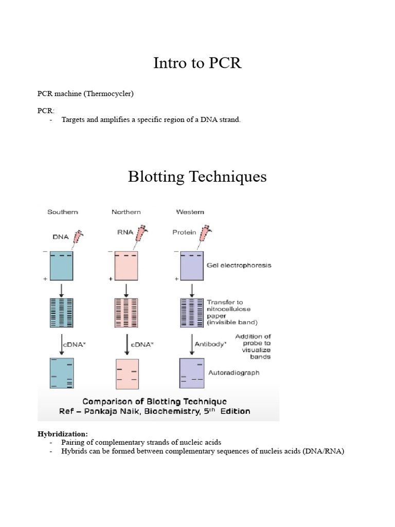 Intro To PCR | PDF