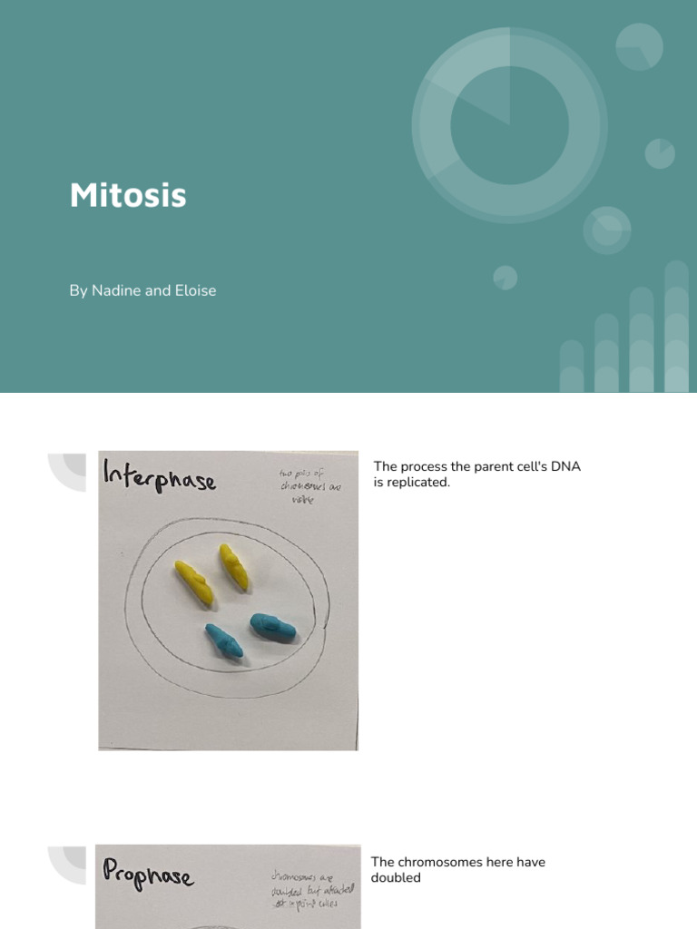 Mitosis bio y10 | PDF