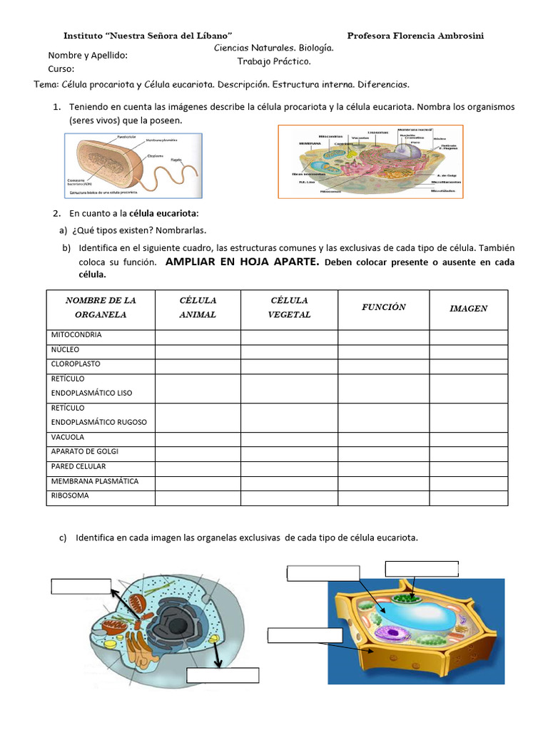 Trabajo Práctico de Repaso- Célula | PDF