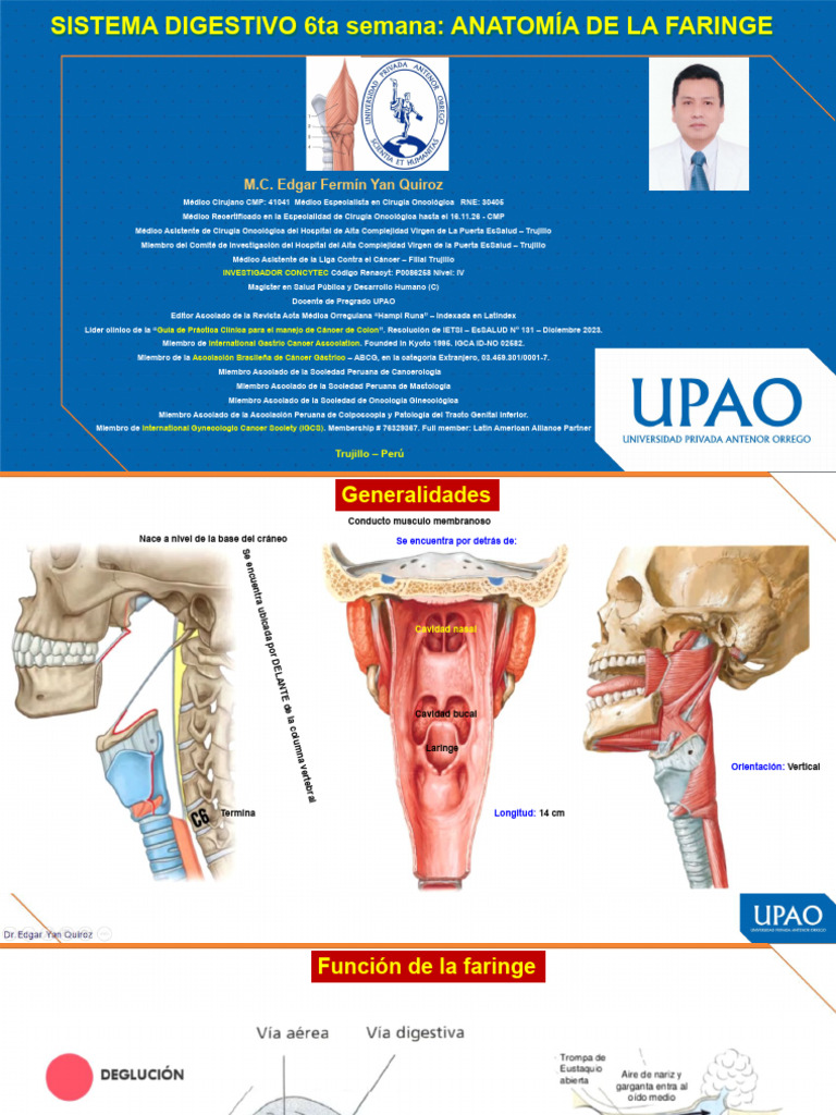 6ta Semana. Anatomía de La Faringe | PDF