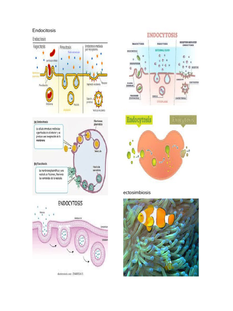 Endocitosis | PDF