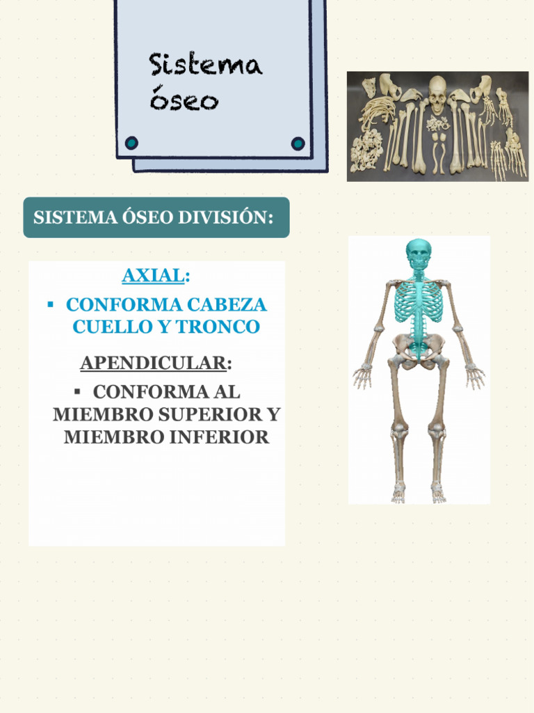 Anatomia Huesos Pdf