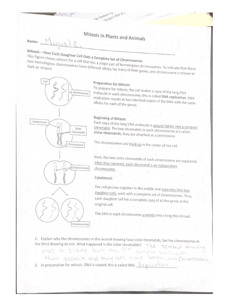 Mitosis in Plants and Animals | PDF