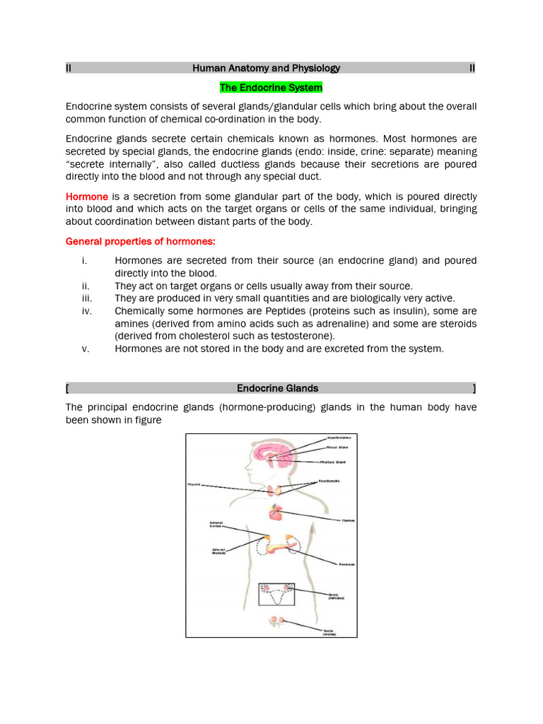 The Endocrine System - Notes | PDF