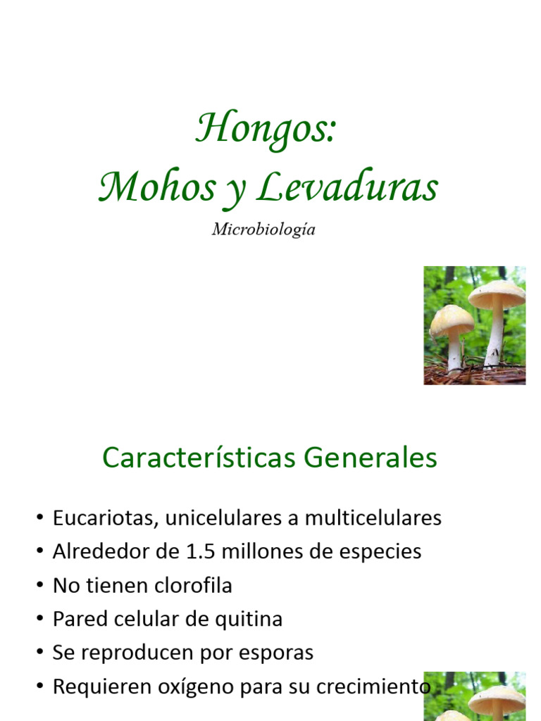 hongos.ppt | PDF