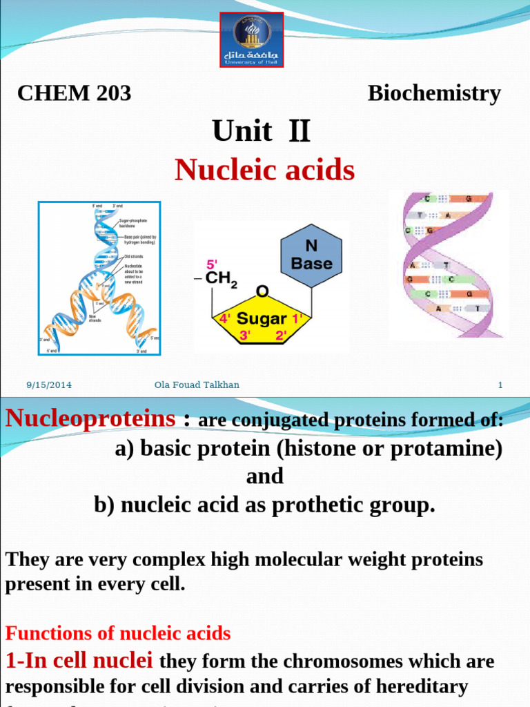Nucleic Acids: Chem 203 Biochemistry | PDF