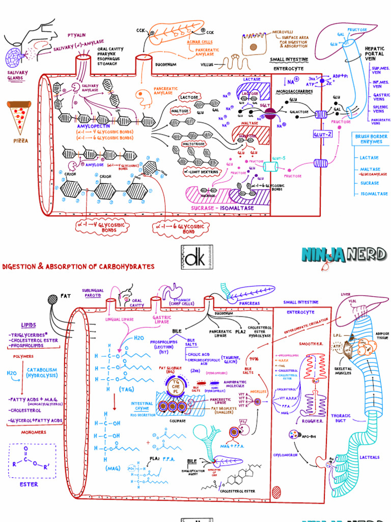 Digestion & Absorption of Carbs - Lipids - Proteins | PDF