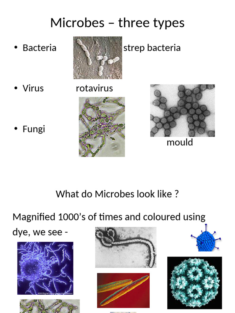 Bacteria | PDF