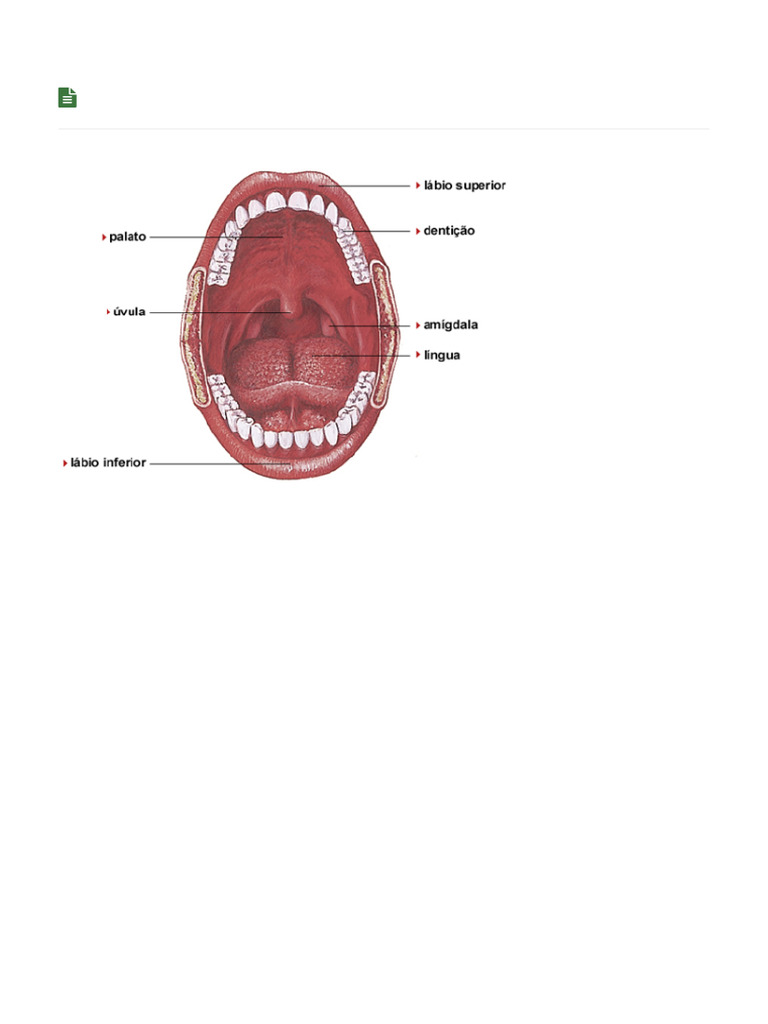 Anatomia Descritiva Da Boca: Lábios | PDF