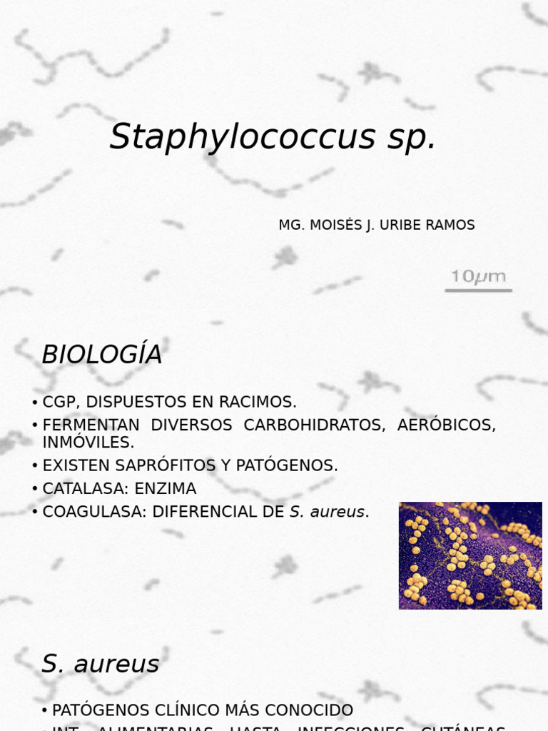 Clase 10 - Staphylococcus, Streptococcus | PDF