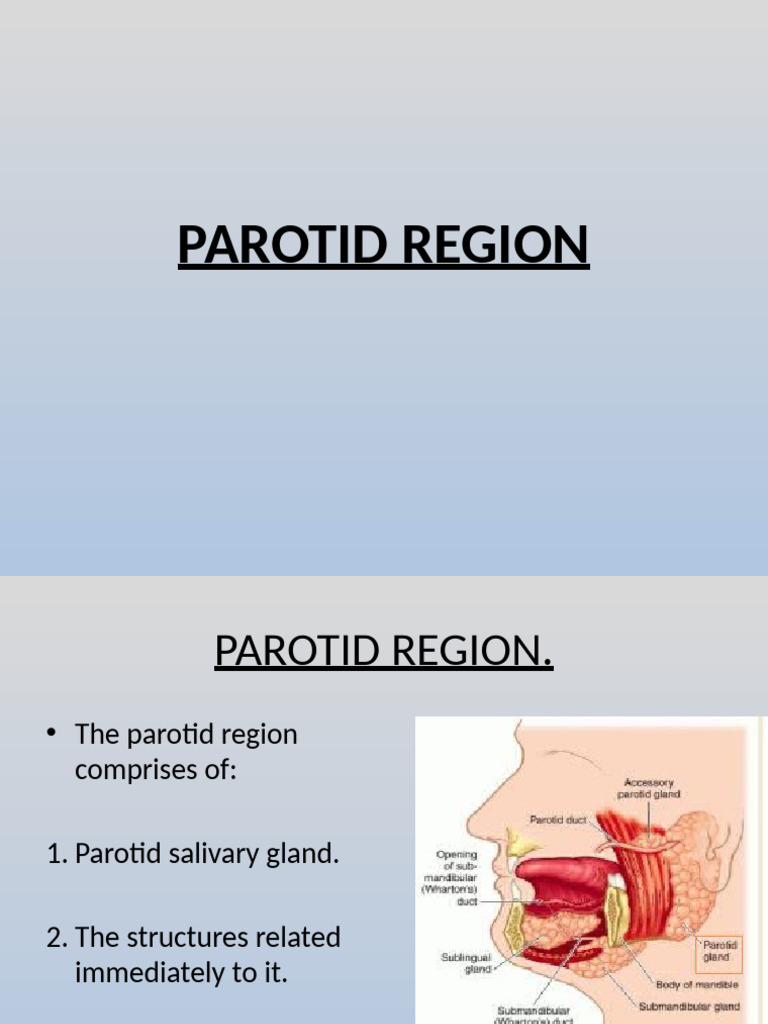 Parotid Region | PDF