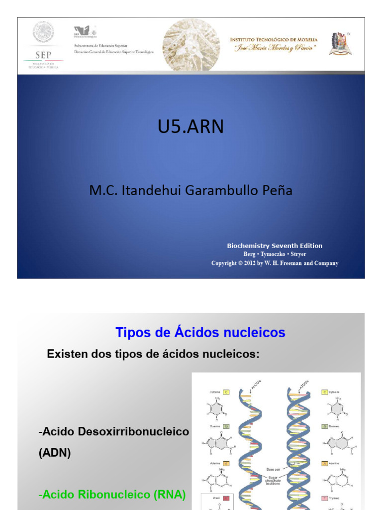 U5. Arn | PDF | Rna | Natural Products