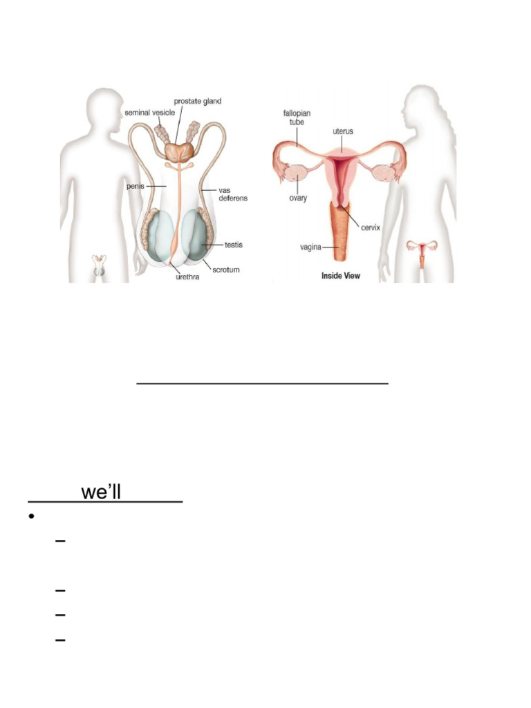 Reproductive System Part 1 | PDF