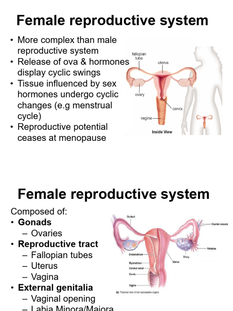 Reproductive System Part 2 | PDF | Menstrual Cycle | Luteinizing Hormone