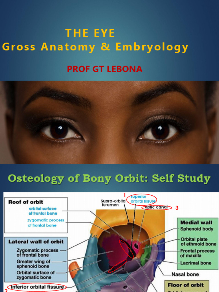 The Eye Gross Anatomy and Embryology 2024 | PDF | Eye | Facial Features