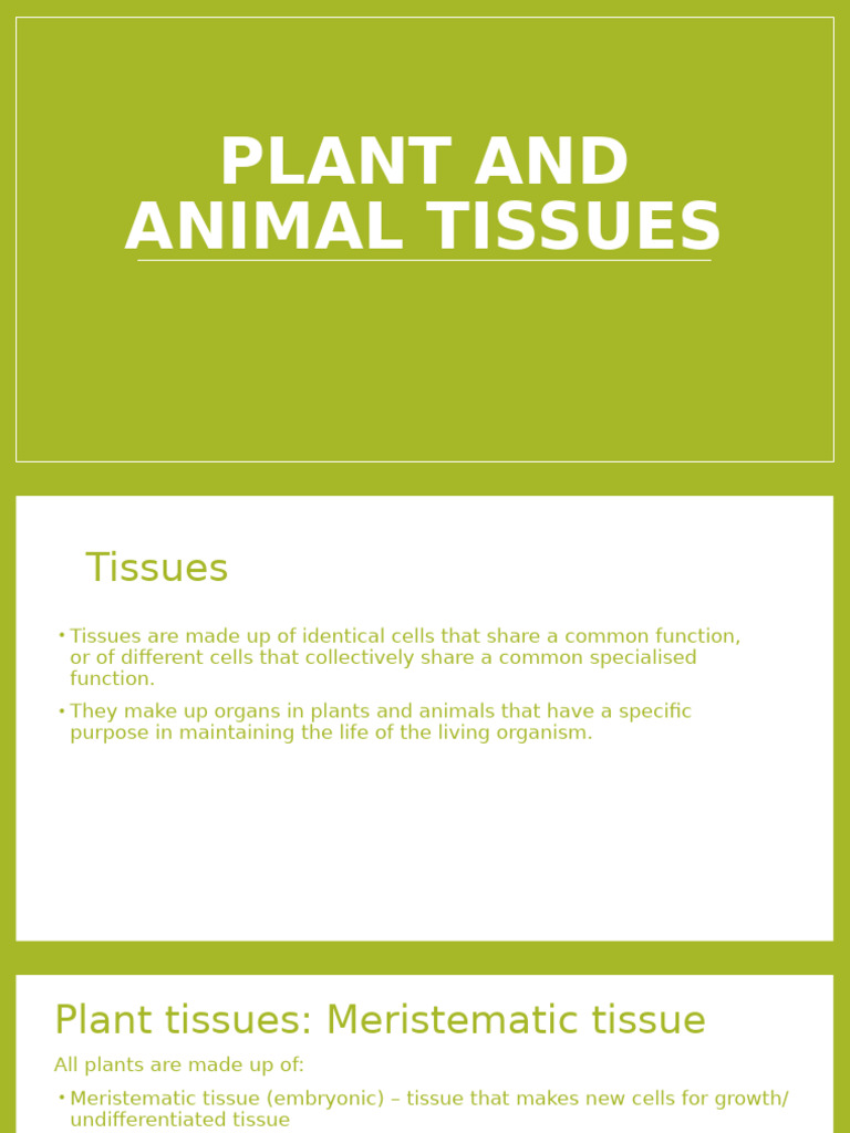 Plant and Animal Tissue | PDF | Tissue (Biology) | Home & Garden