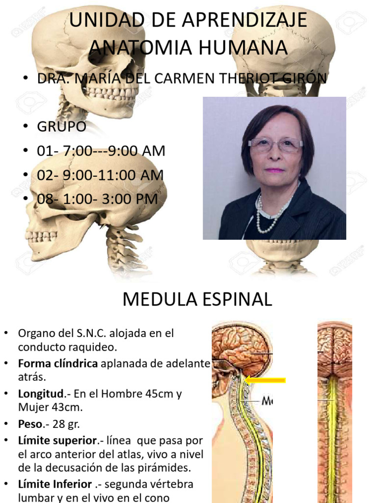 MÉDULA ESPINAL Y NERVIOS RAQUÍDEOS | PDF