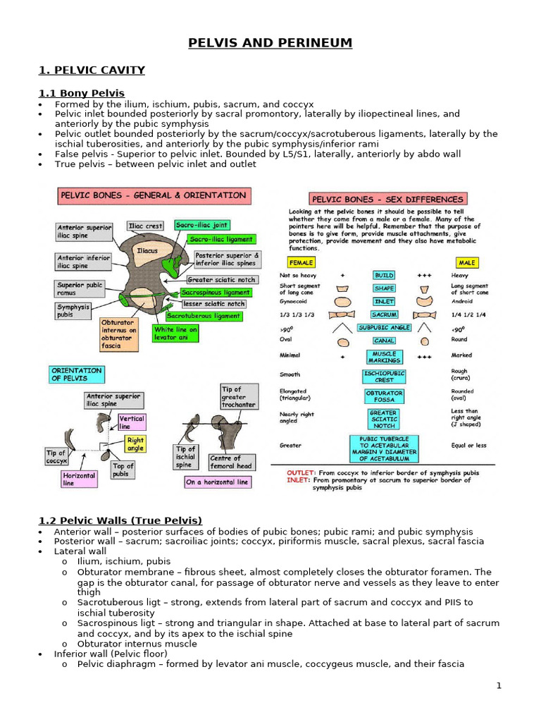 Anatomy - Pelvis and Perineum | PDF