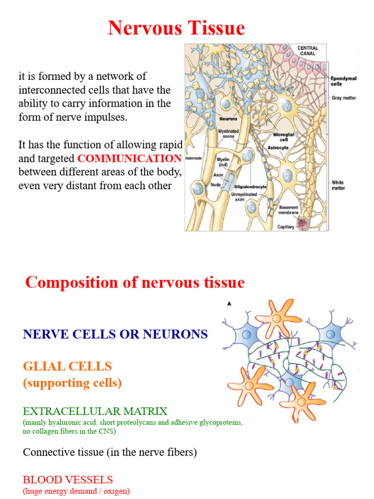 Nervous Tissue | PDF