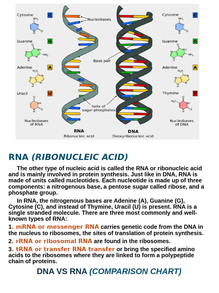 Dna and Rna Comparison | PDF