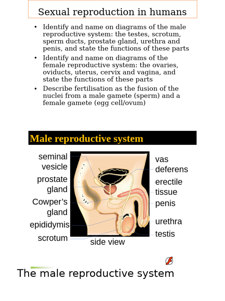 Sexual Reproduction In Humans Pdf