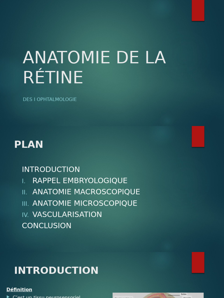 Anatomie de La Retine Expose 2 | PDF