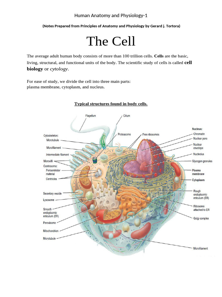 The Cell | PDF